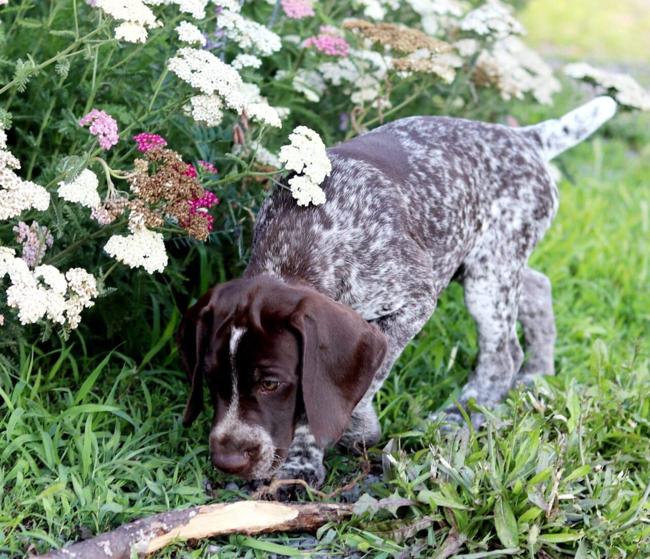 Our Dogs - SevenStars German Shorthaired Pointer